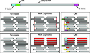 Unique Molecular Identifiers (UMIs) | Nonacus